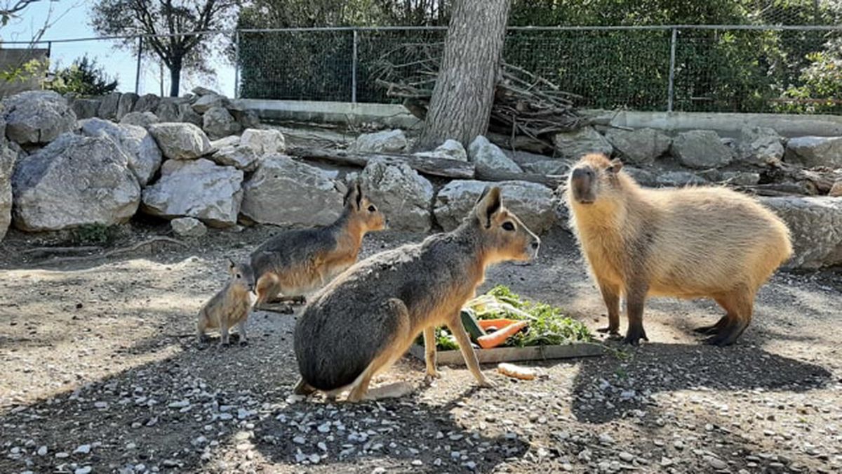 Parco Zoo Falconara, Falconara Marittima | Its4kids